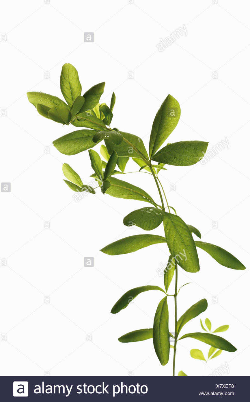 Indigofera Tinctoria High Resolution Stock Photography and Images - Alamy