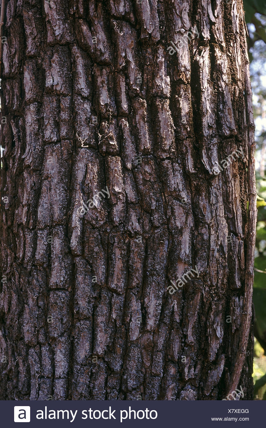 Terminalia Trees Stock Photos & Terminalia Trees Stock Images - Alamy