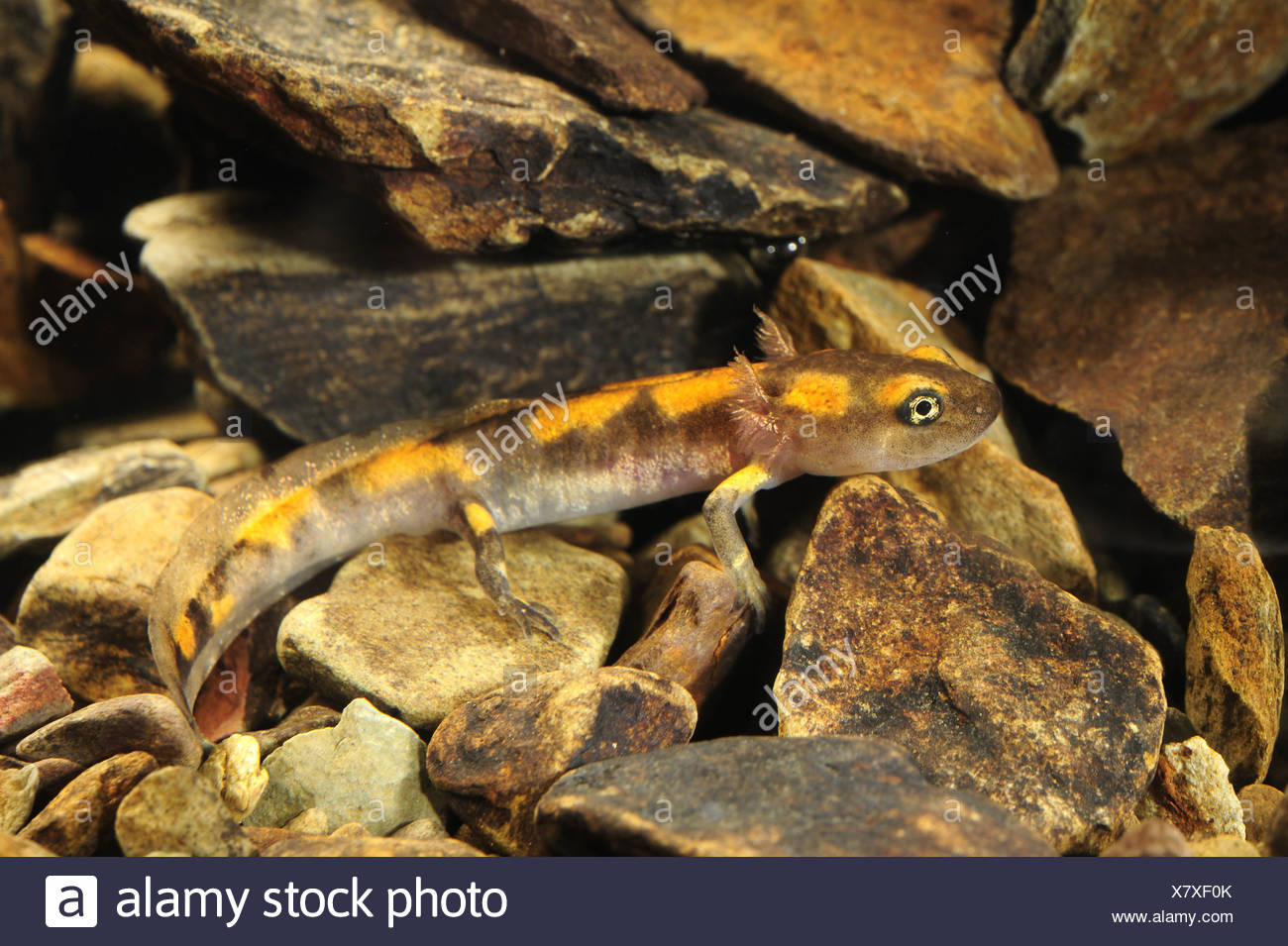 Salamandra Salamandra Larvae High Resolution Stock Photography and ...