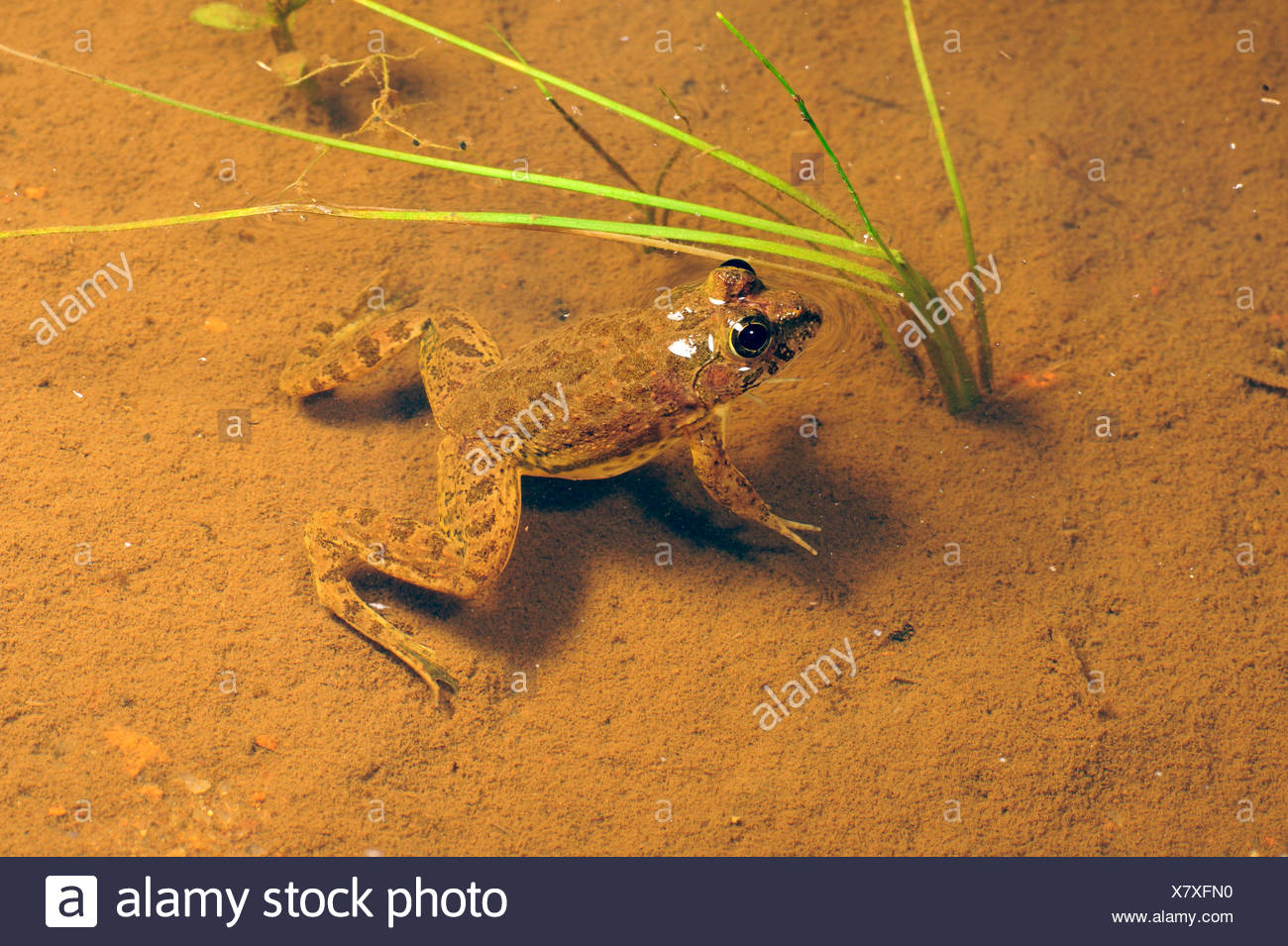Indian Skipper Frog High Resolution Stock Photography and Images - Alamy