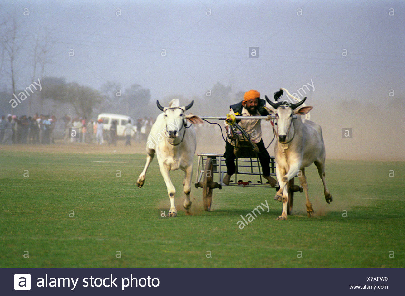 Bullock Cart Race Stock Photos & Bullock Cart Race Stock Images - Alamy