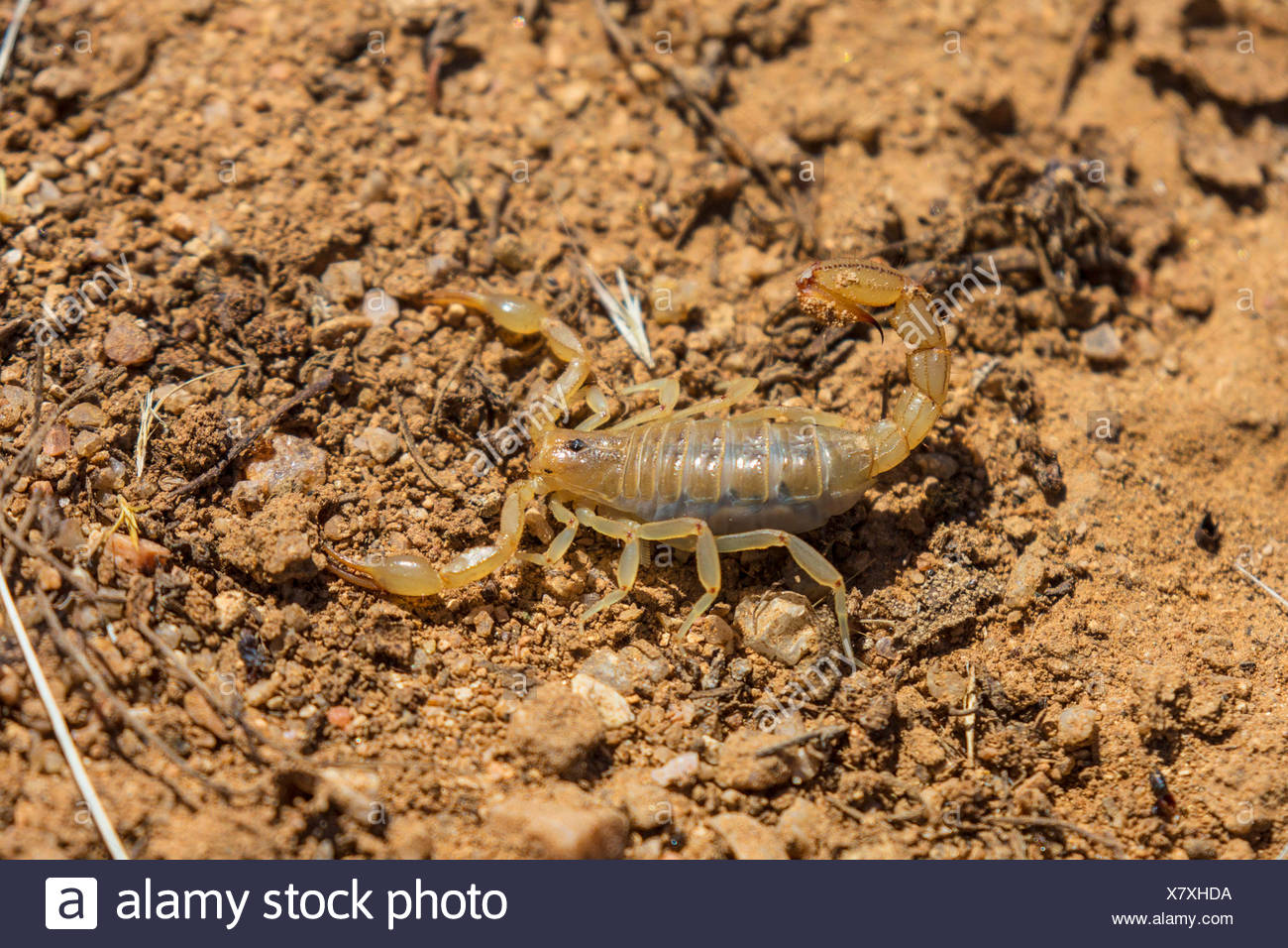Scorpion Desert Arizona High Resolution Stock Photography and Images ...