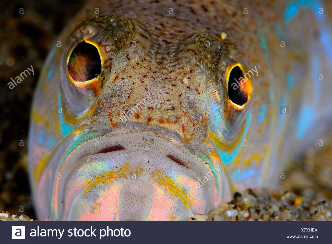 Weever Fish High Resolution Stock Photography and Images - Alamy