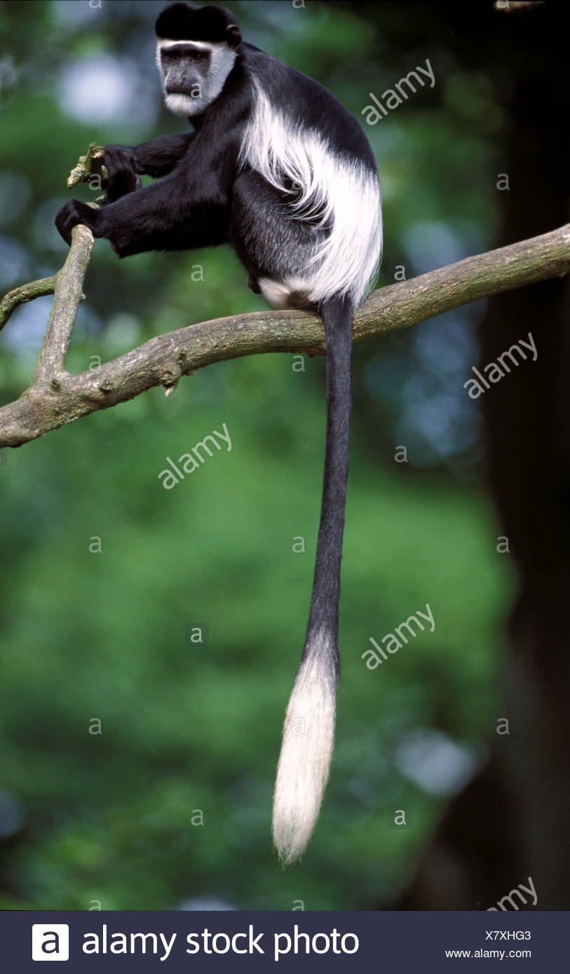 Colobus Monkey High Resolution Stock Photography and Images - Alamy