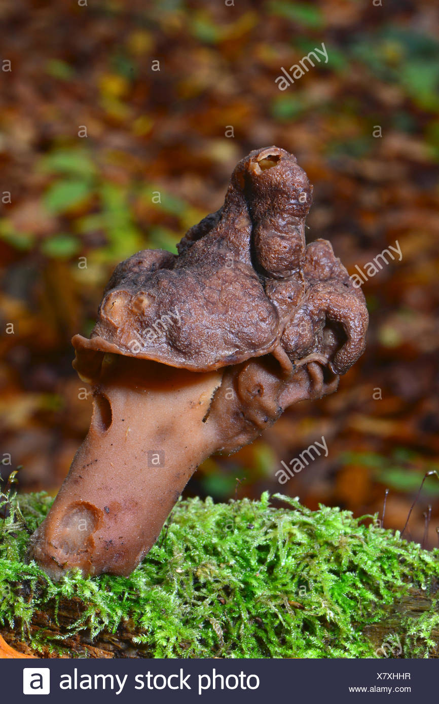 False Morel High Resolution Stock Photography and Images - Alamy