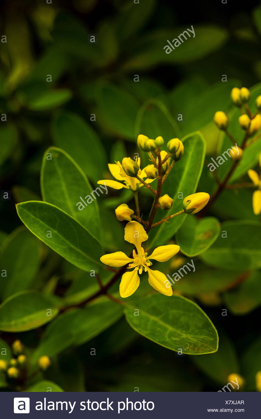 Gold Shower Plant High Resolution Stock Photography and Images - Alamy
