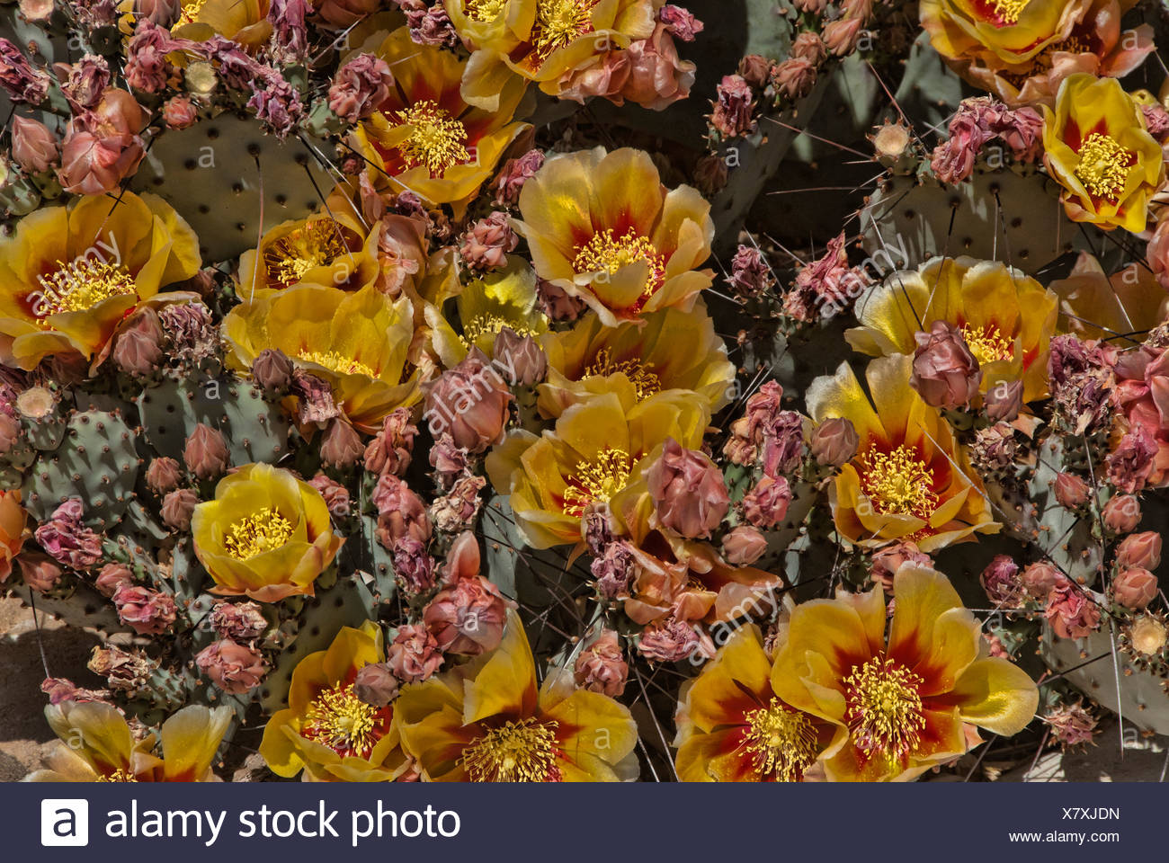 Prickly Pear Cactus Arizona High Resolution Stock Photography and ...