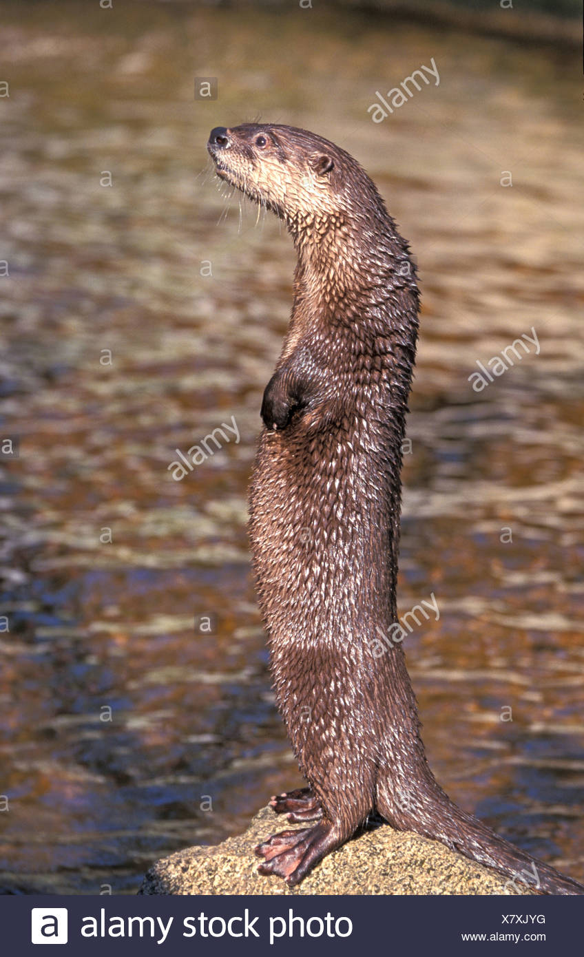 Otter Standing On Hind Legs High Resolution Stock Photography and ...