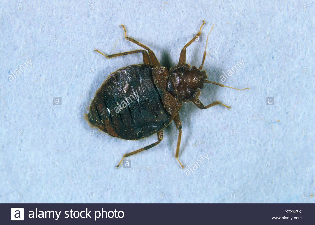 Adult Insects High Resolution Stock Photography and Images - Alamy