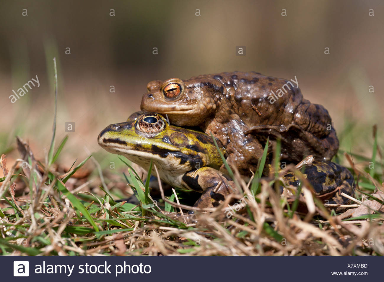 Mating Toads High Resolution Stock Photography and Images - Alamy