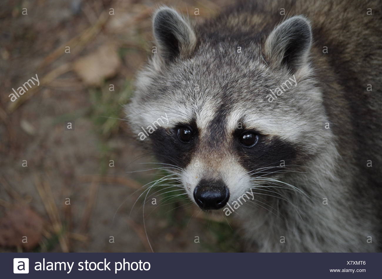Grey Racoon High Resolution Stock Photography and Images - Alamy