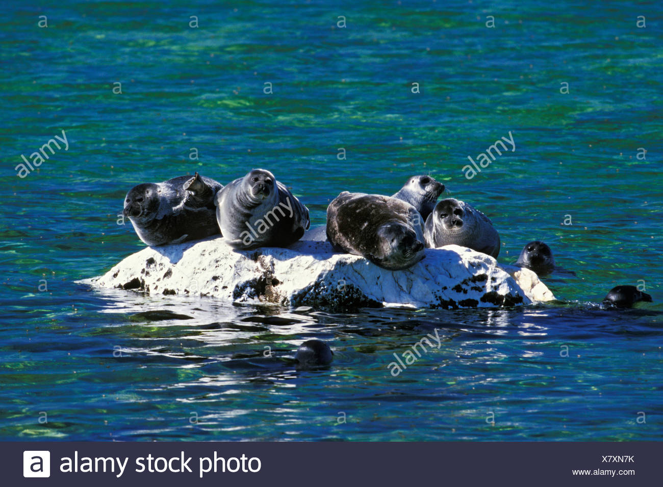 Baikal Seals High Resolution Stock Photography and Images - Alamy