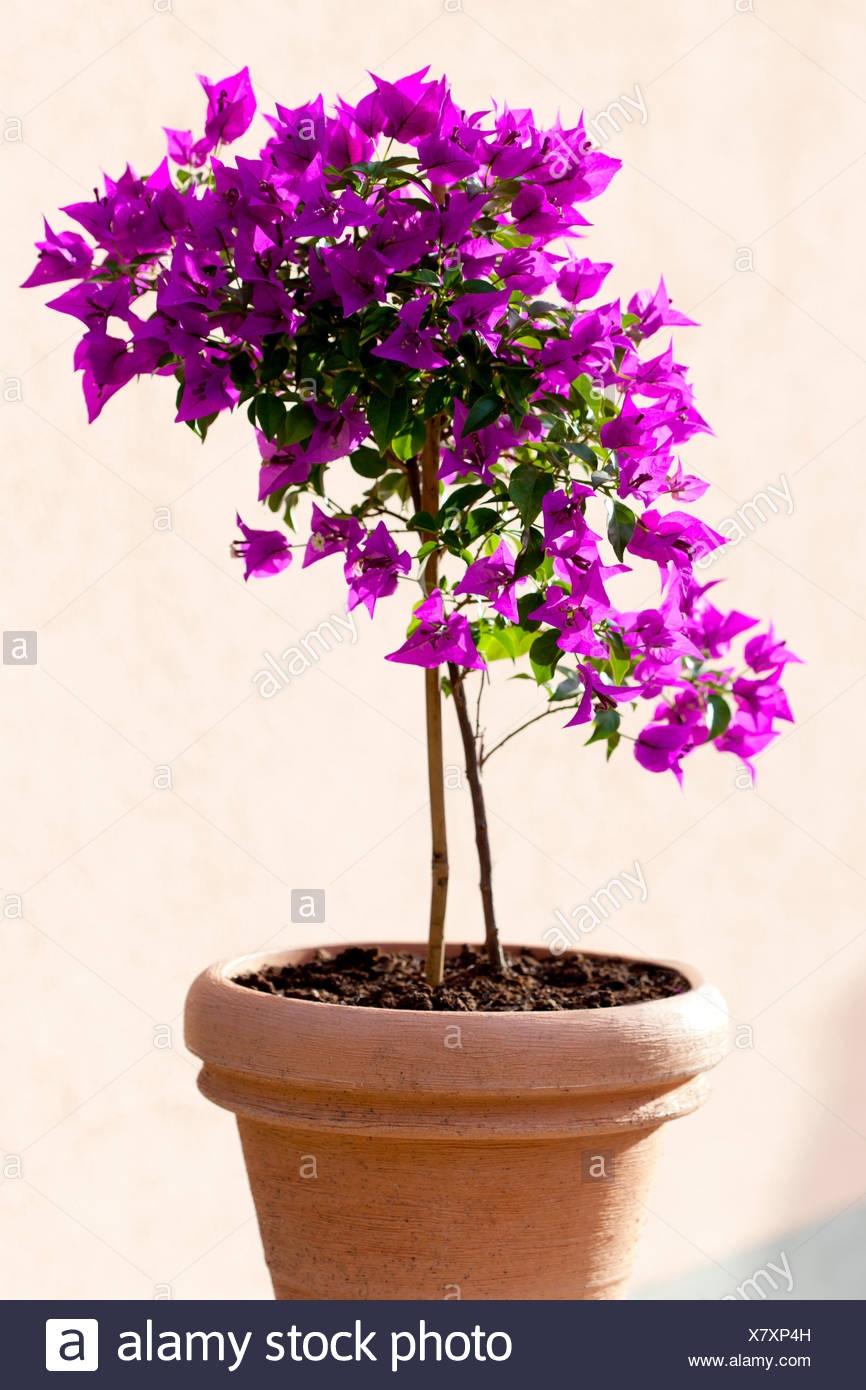 Potted Bougainvillea Stock Photos & Potted Bougainvillea Stock Images ...