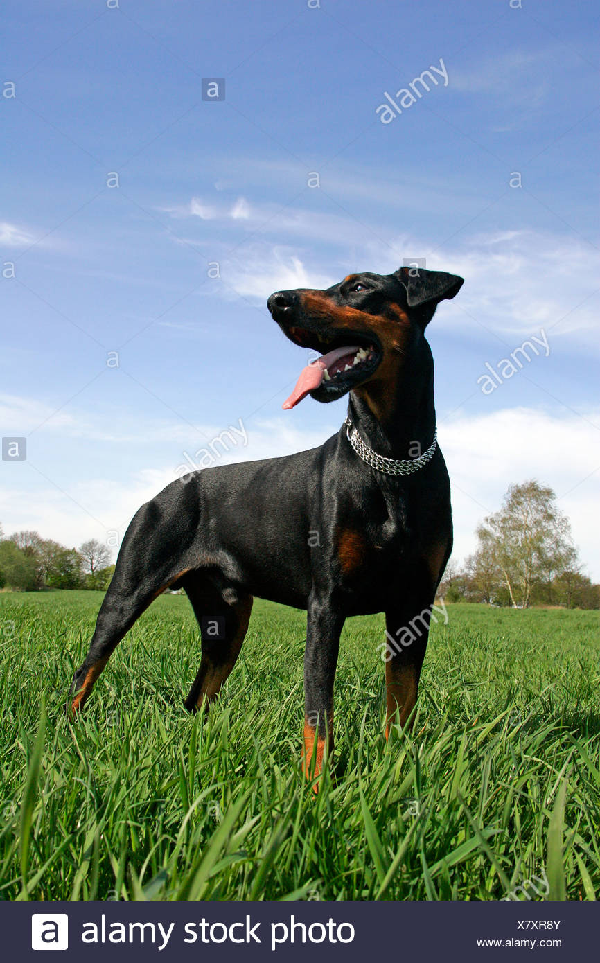 Pinscher High Resolution Stock Photography and Images - Alamy