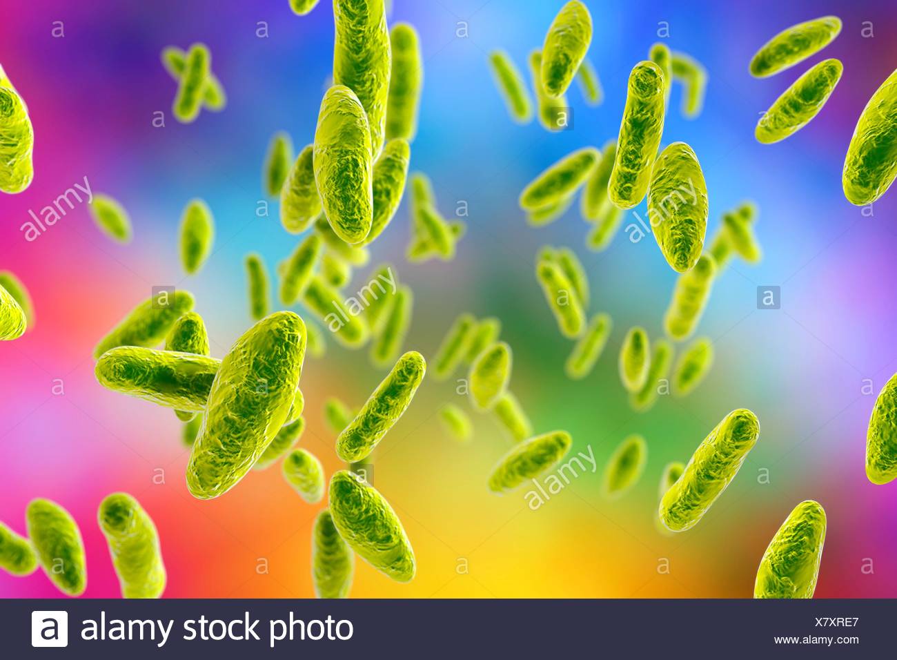 Brucella High Resolution Stock Photography and Images - Alamy