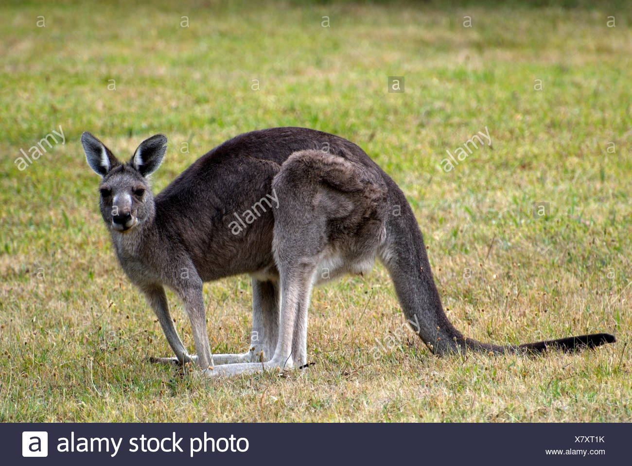 Macropodidae High Resolution Stock Photography and Images - Alamy