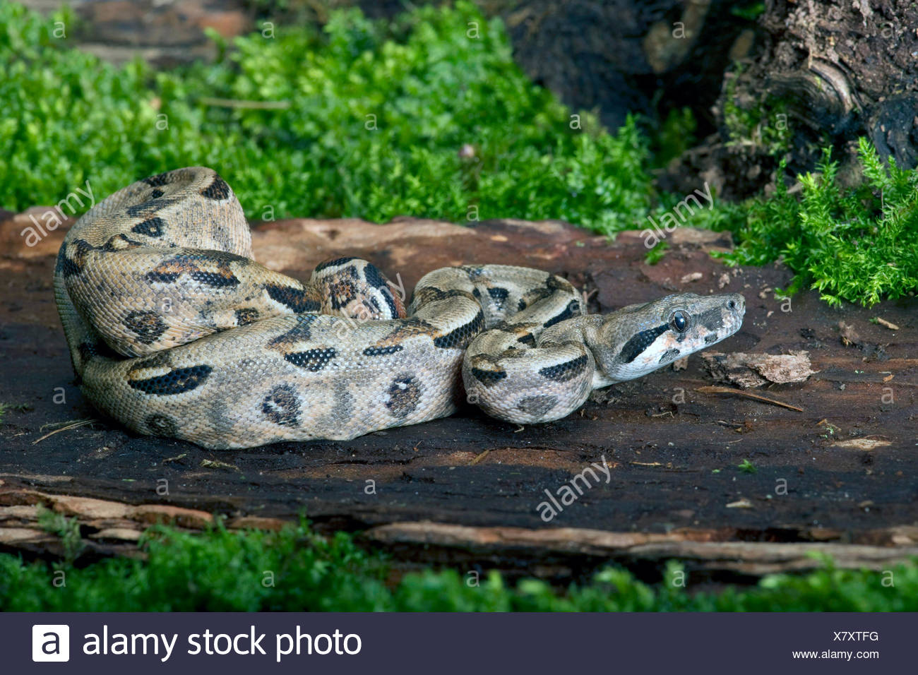Boa Constrictor Imperator High Resolution Stock Photography and Images ...