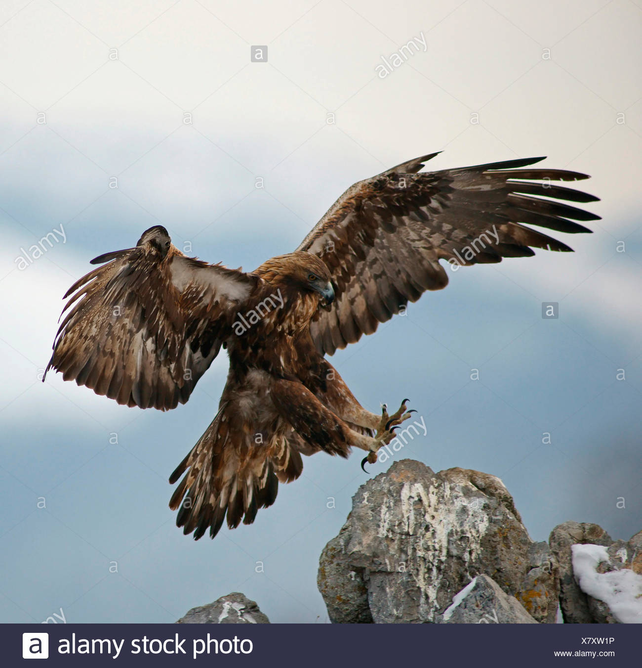 Golden Eagle Landing High Resolution Stock Photography and Images - Alamy