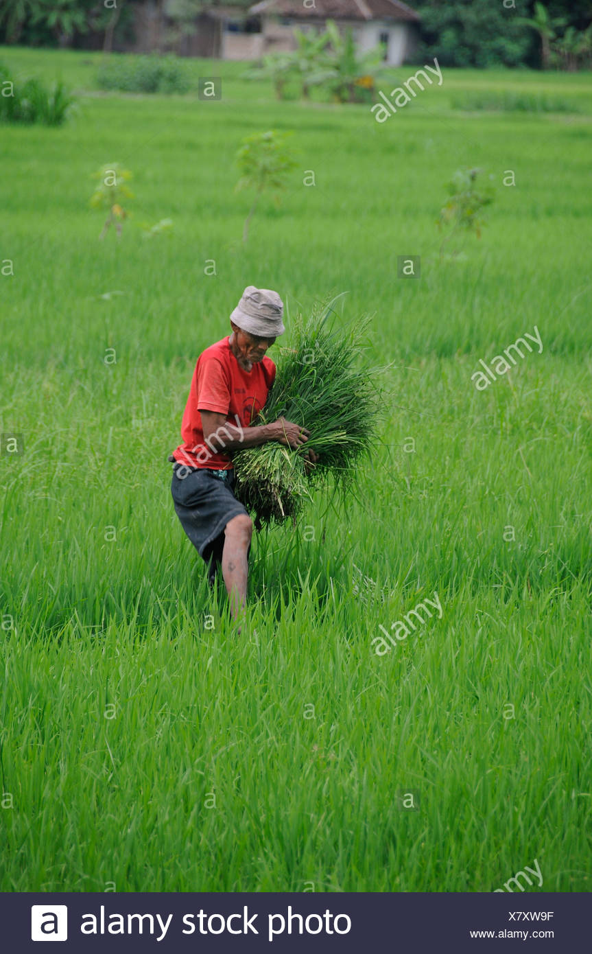 Weeding Of The Paddy Field Stock Photos & Weeding Of The Paddy Field ...