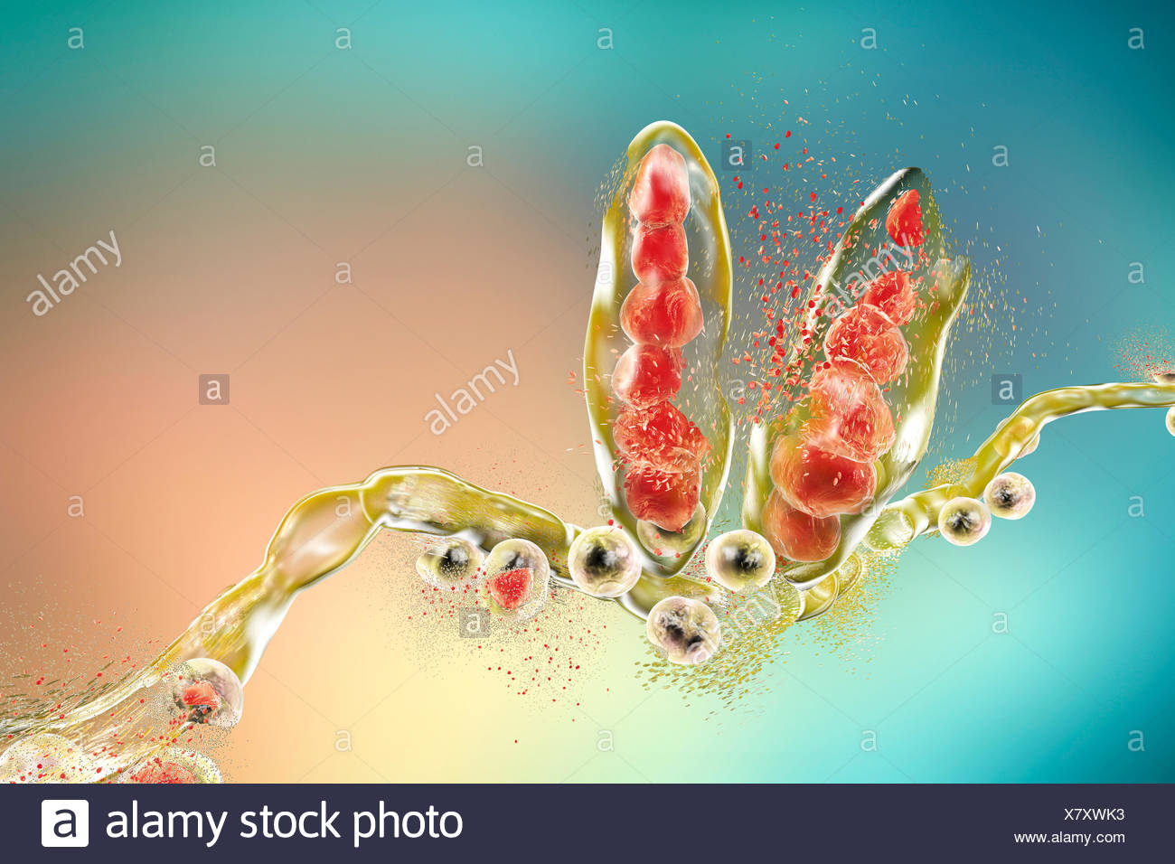 Trichophyton Mentagrophytes Stock Photos & Trichophyton Mentagrophytes ...