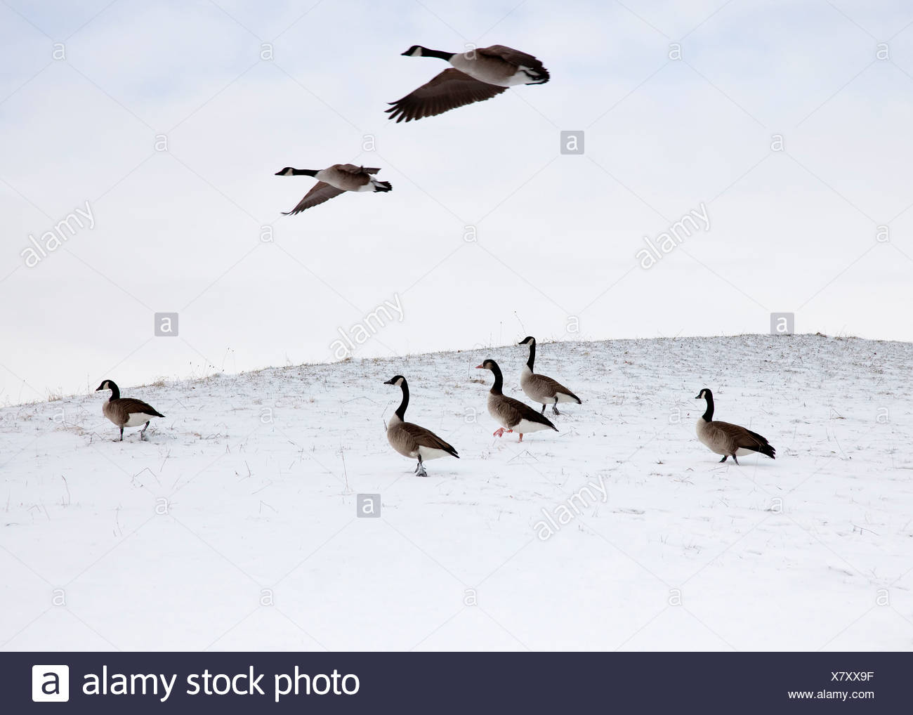 Goose Laying Egg High Resolution Stock Photography and Images - Alamy