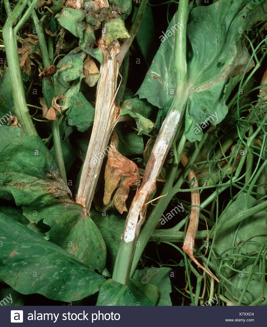 Sclerotinia Sclerotiorum Stock Photos & Sclerotinia Sclerotiorum Stock ...