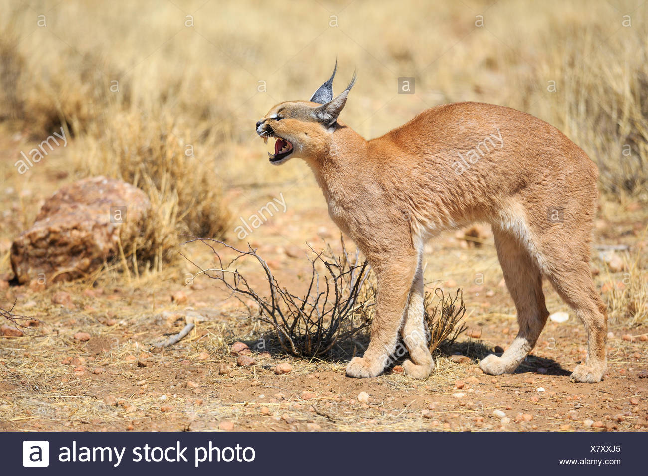 Arched His Back High Resolution Stock Photography and Images - Alamy