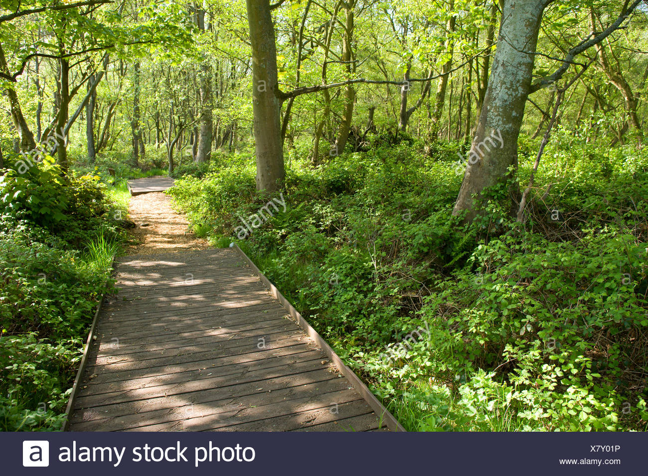 Woodchip Path Stock Photos & Woodchip Path Stock Images - Alamy
