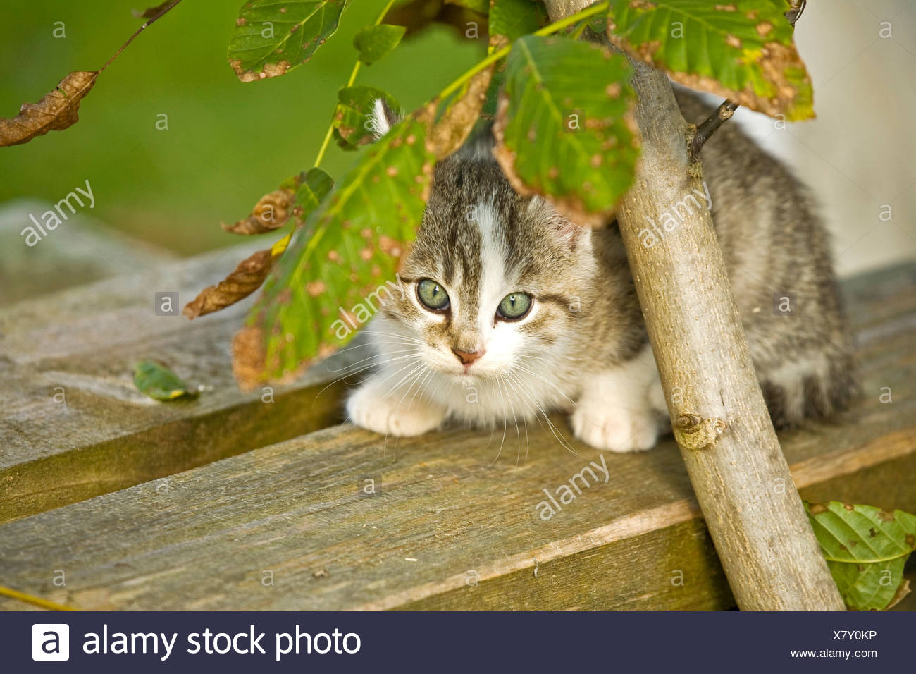 Crouched Cat High Resolution Stock Photography and Images - Alamy