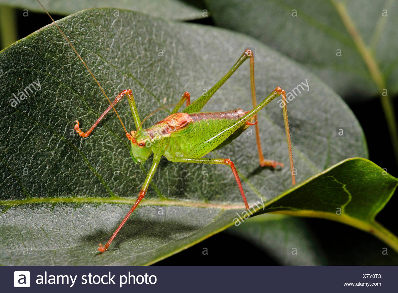 Speckled Bush Cricket High Resolution Stock Photography and Images - Alamy