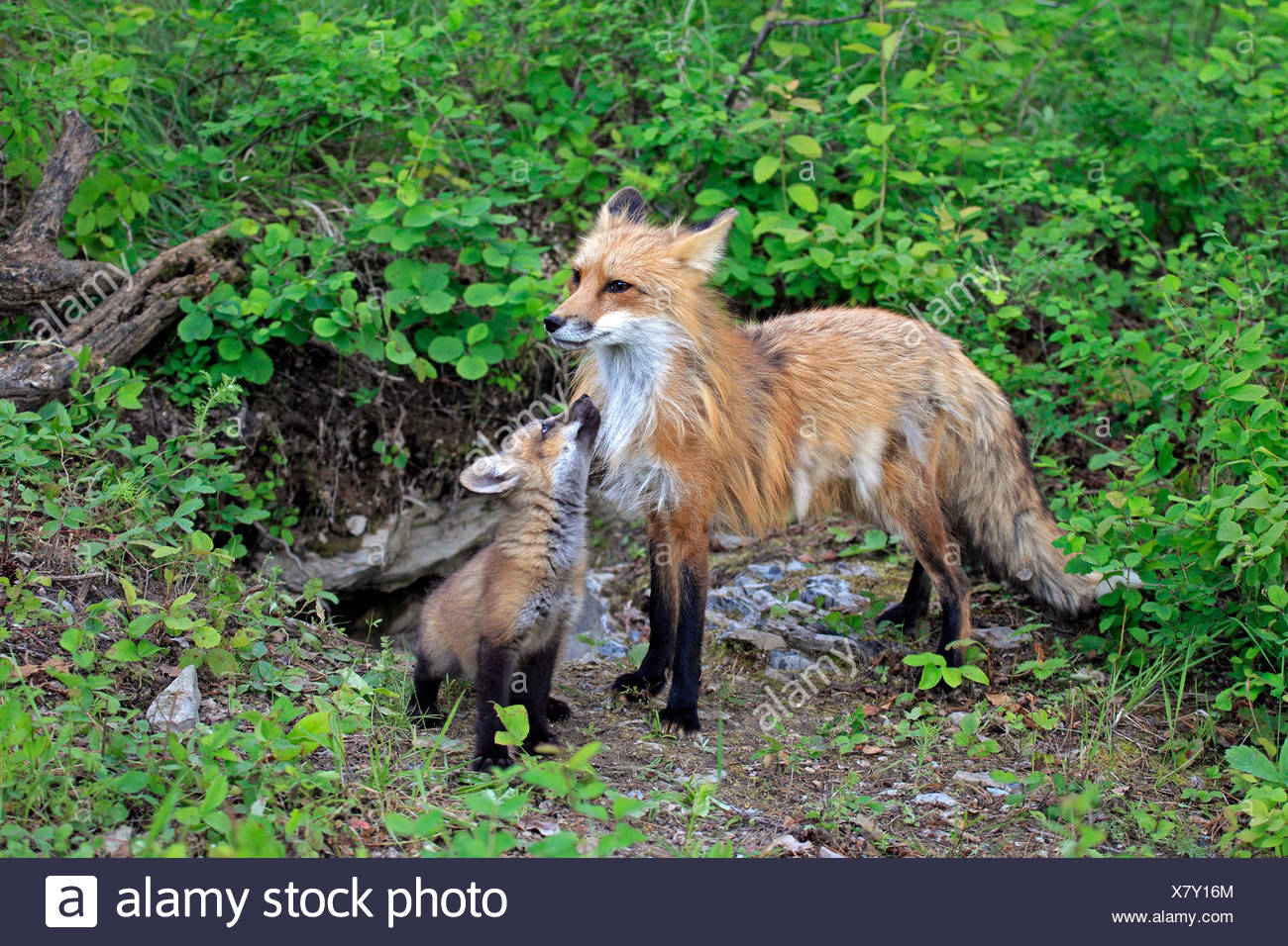 Red Fox Mother Cub Stock Photos & Red Fox Mother Cub Stock Images - Alamy