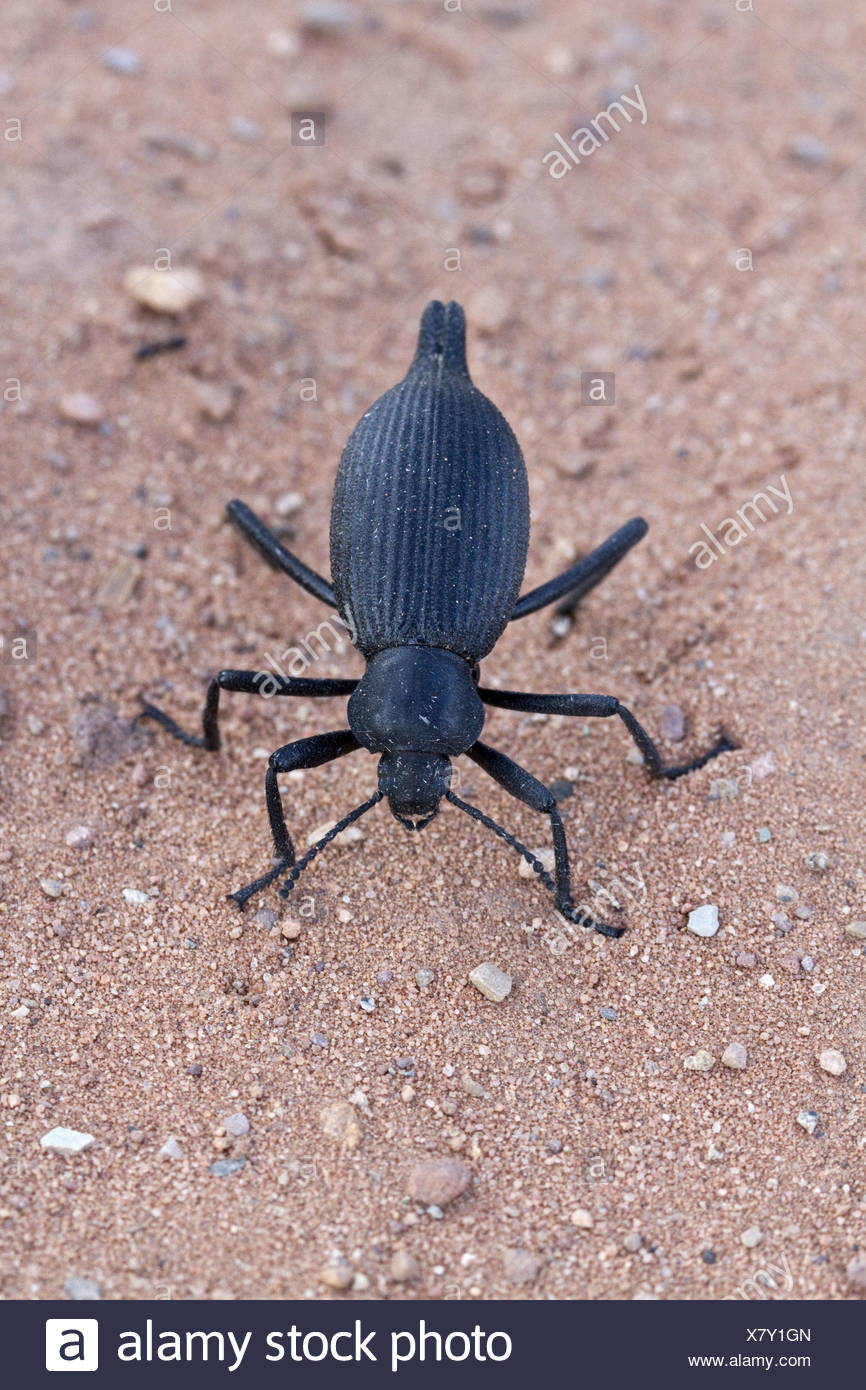 Eleodes Stock Photos & Eleodes Stock Images - Alamy