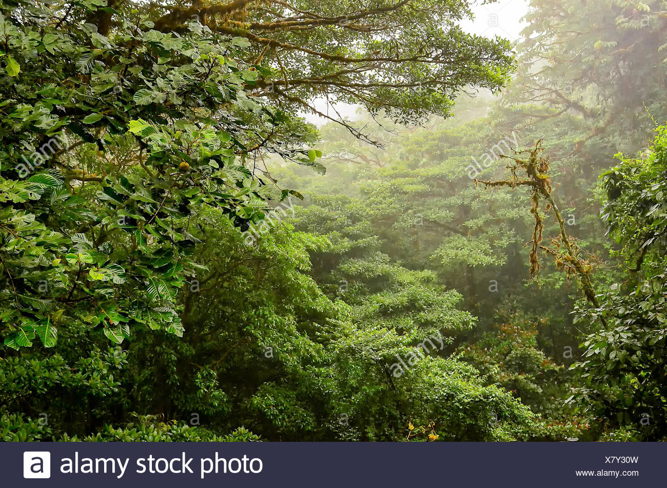 Central Suriname Nature Reserve High Resolution Stock Photography and ...