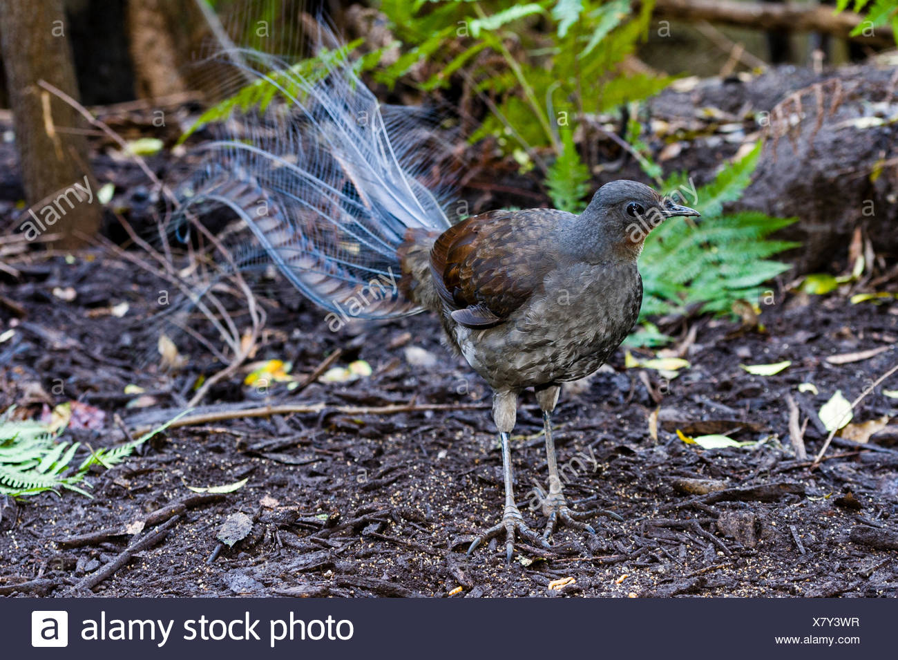 Lyrebird Stock Photos & Lyrebird Stock Images - Alamy