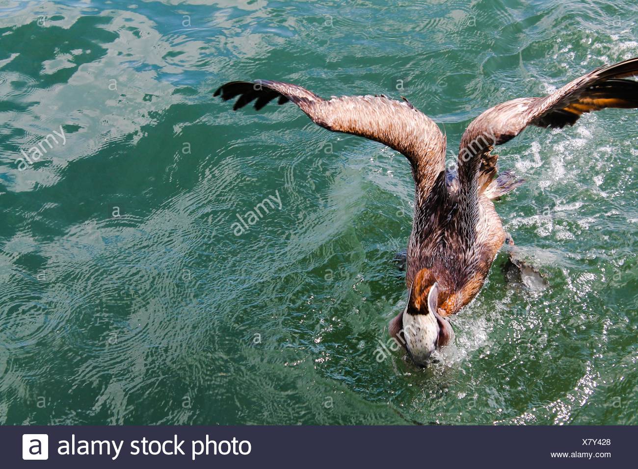 Pelican Feeding High Resolution Stock Photography and Images - Alamy