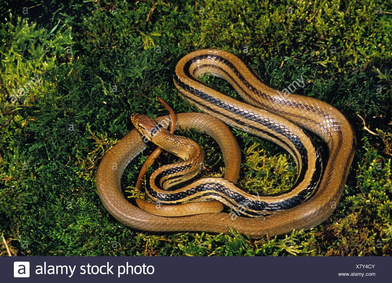 Coelognathus Radiatus High Resolution Stock Photography and Images - Alamy