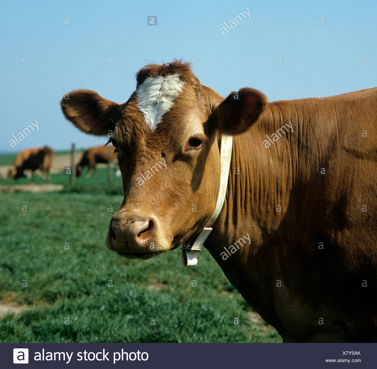 Cow Identification Tags High Resolution Stock Photography and Images ...