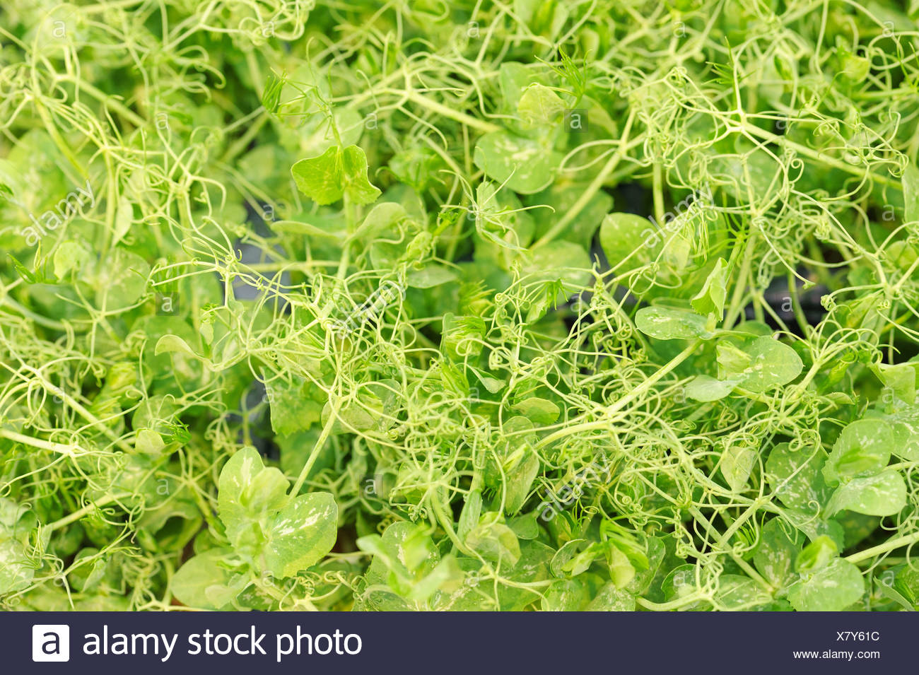 Affilla High Resolution Stock Photography and Images - Alamy