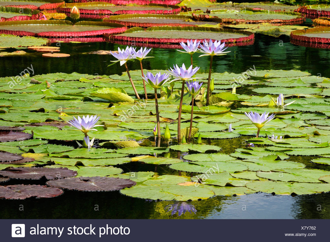 Water Lily Pond Stock Photos & Water Lily Pond Stock Images - Alamy
