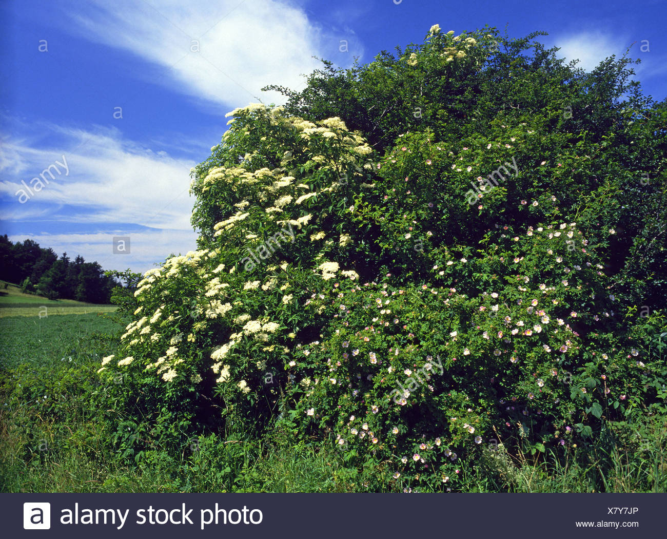 Elderberries Hedge High Resolution Stock Photography and Images - Alamy
