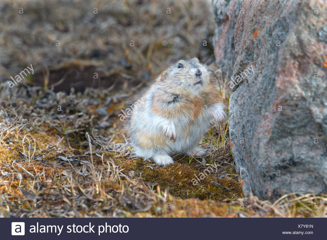 Lemming Arctic Stock Photos & Lemming Arctic Stock Images - Alamy