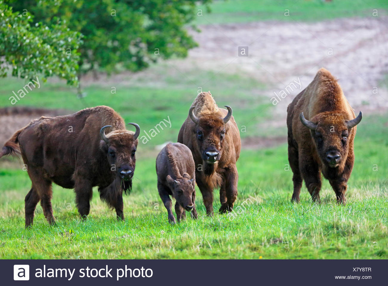 Bisons In Stock Photos & Bisons In Stock Images - Alamy