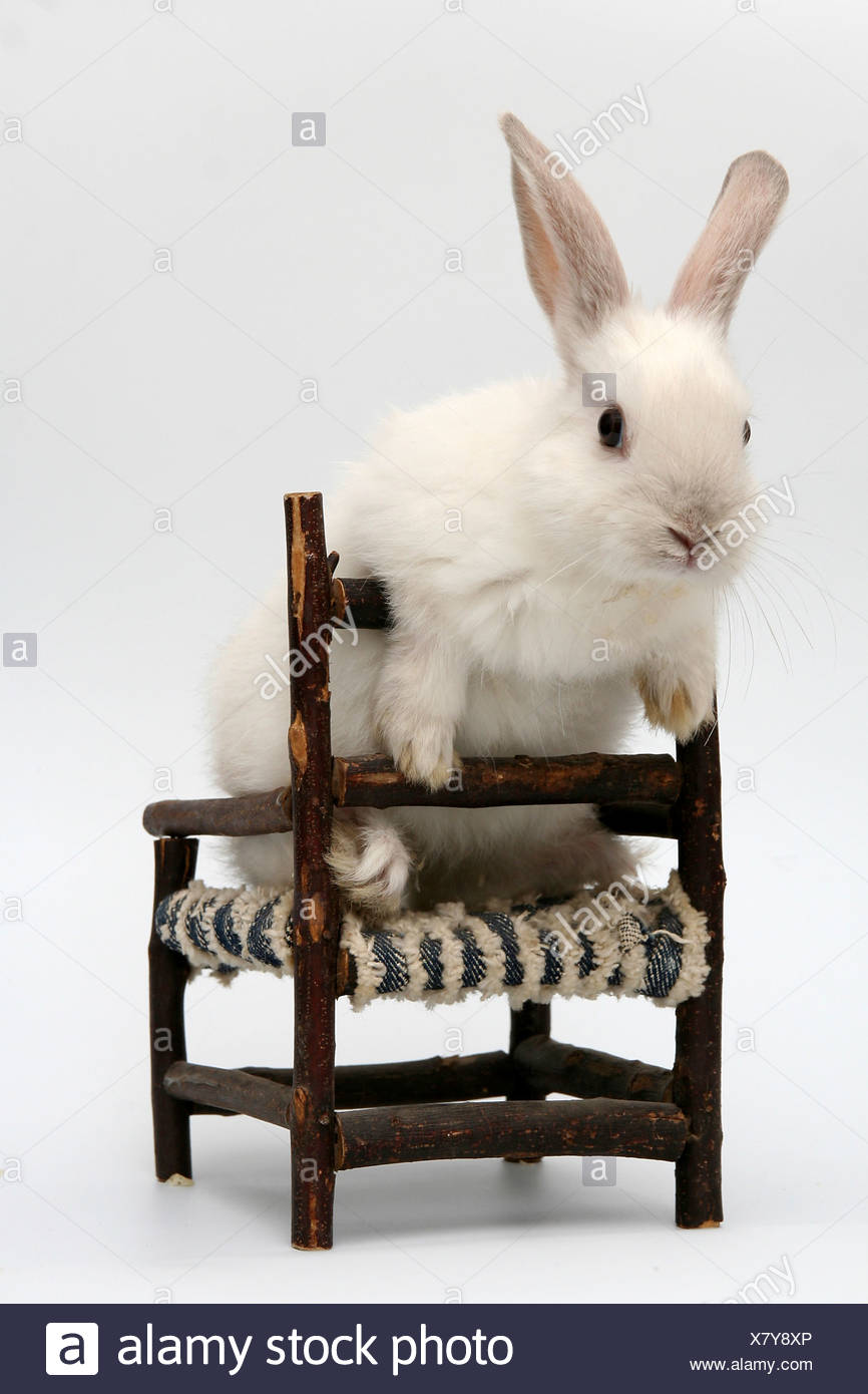 Rabbit Chair High Resolution Stock Photography and Images - Alamy