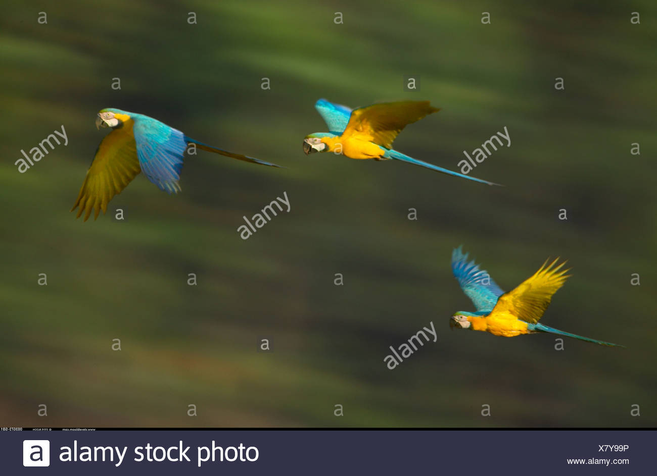 Parrot Flying High Resolution Stock Photography and Images - Alamy