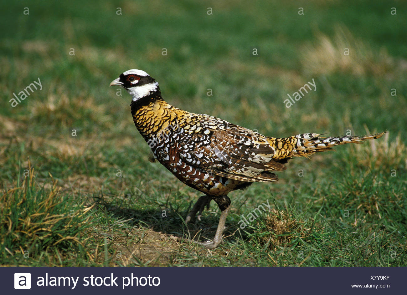 Reeves Pheasant Stock Photos & Reeves Pheasant Stock Images - Alamy
