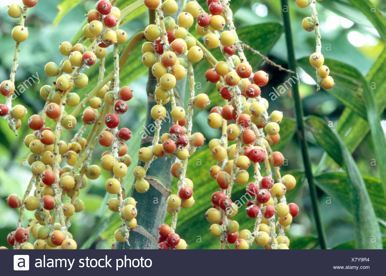 Macarthur Palm Ptychosperma Macarthurii High Resolution Stock ...
