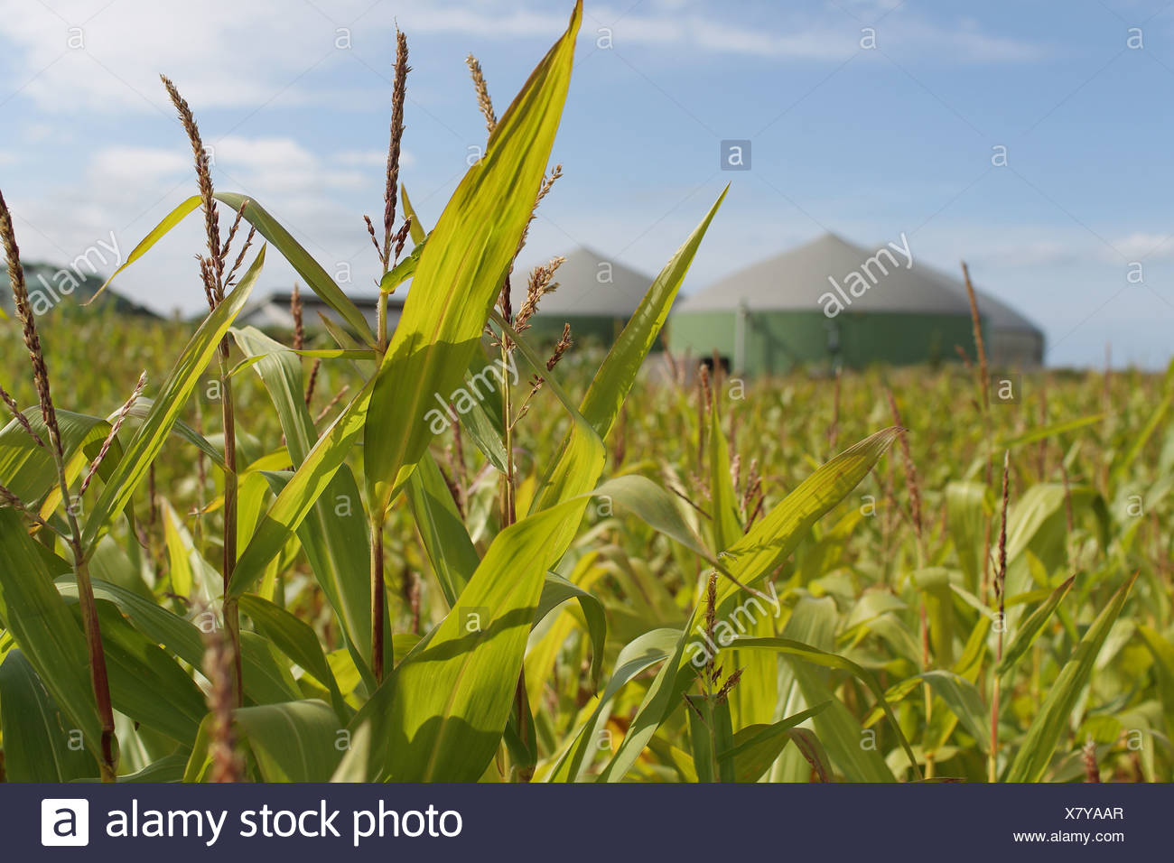 Biogas Substrate High Resolution Stock Photography and Images - Alamy
