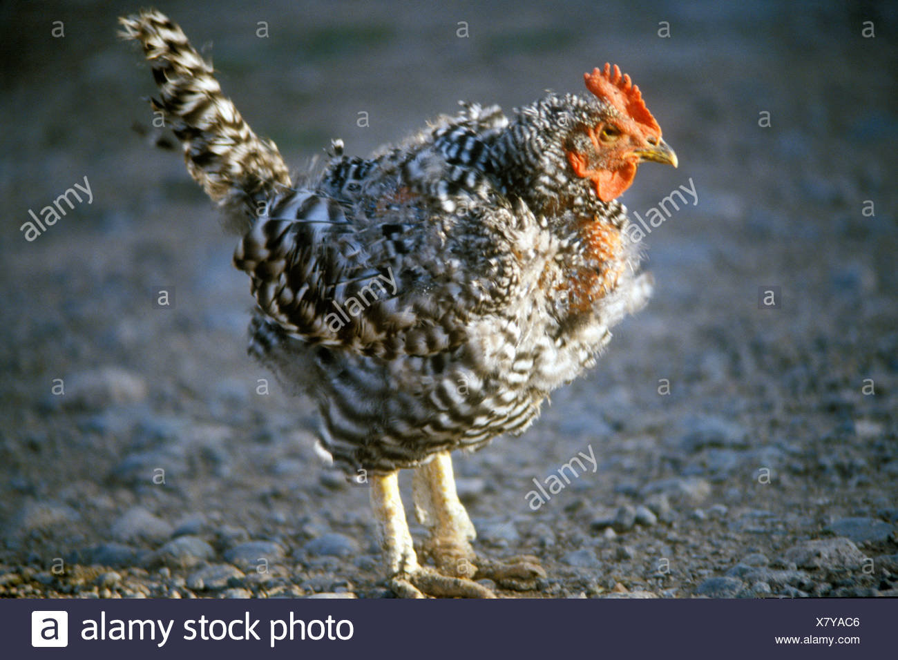 Banty Rooster High Resolution Stock Photography and Images - Alamy