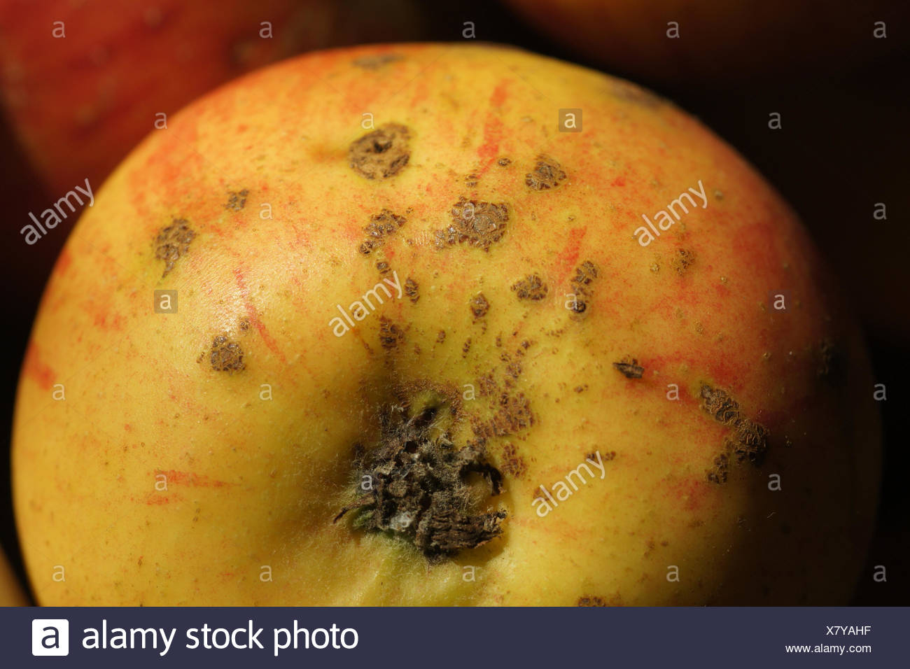 With Apple Scab High Resolution Stock Photography and Images - Alamy