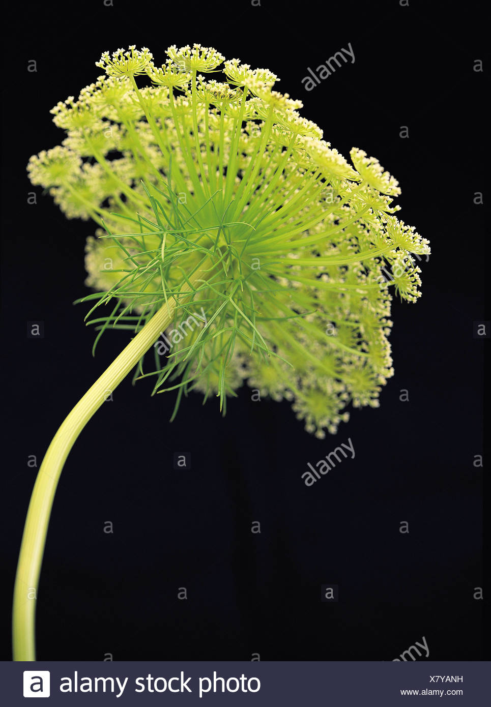 Parsley Stem Stock Photos & Parsley Stem Stock Images - Alamy